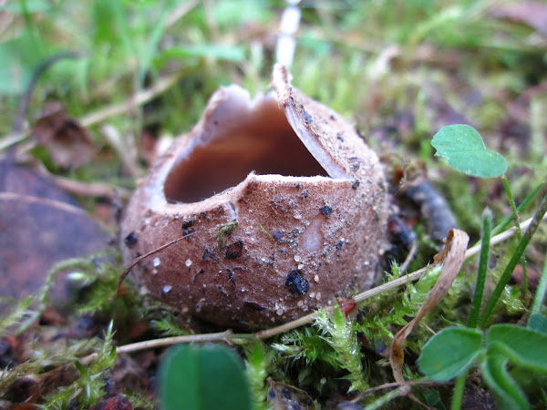 cup-fungus/mushroom sp.-? | Project Noah