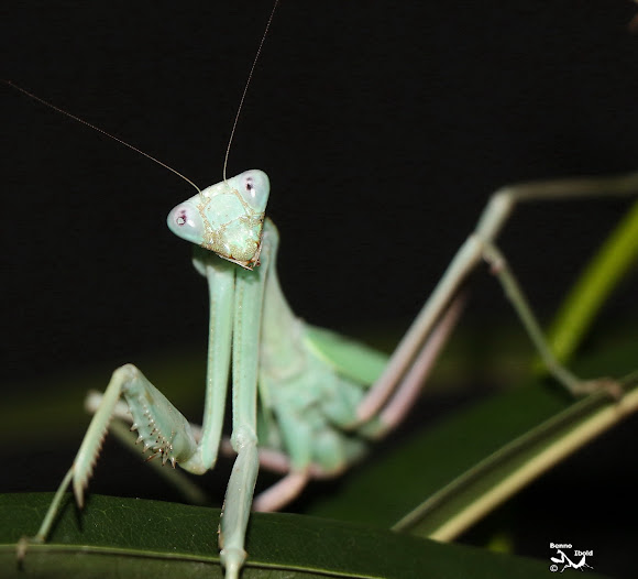 Giant Asian mantis | Project Noah