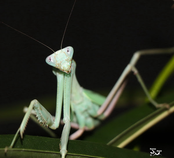 Giant Asian mantis | Project Noah