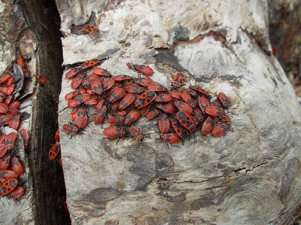 Firebug | Project Noah