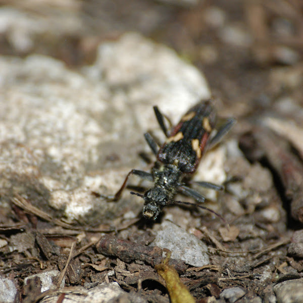 Tiger Beetles Of The World! | Project Noah
