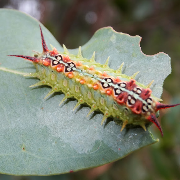 Four-Spotted Cup Moth | Project Noah