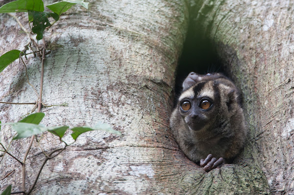 Noisy Night Monkey | Project Noah