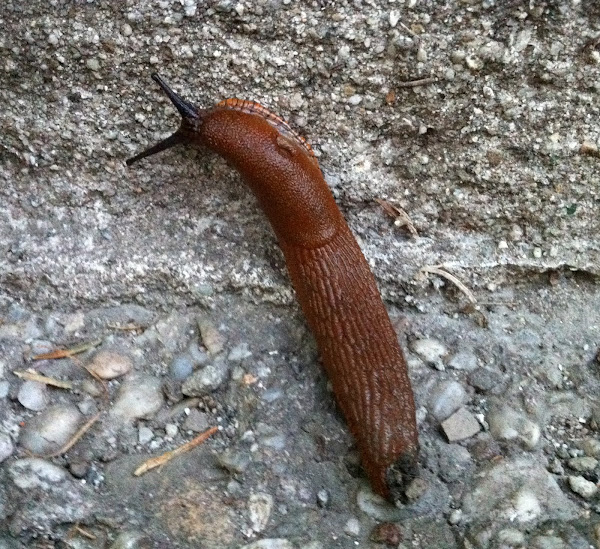 European Red Slug | Project Noah