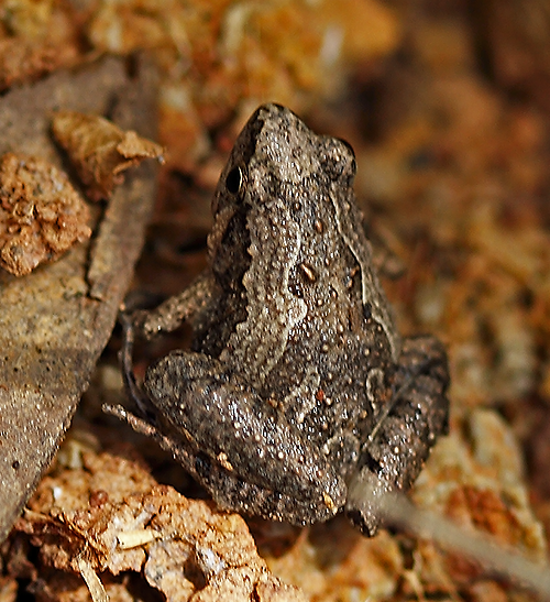 Ornamented Pygmy Frog | Project Noah