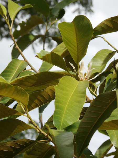 White Champaca | Project Noah