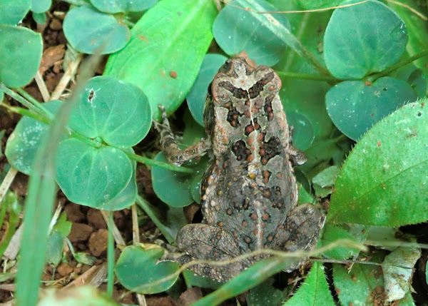 Cane toad (juvenile) | Project Noah