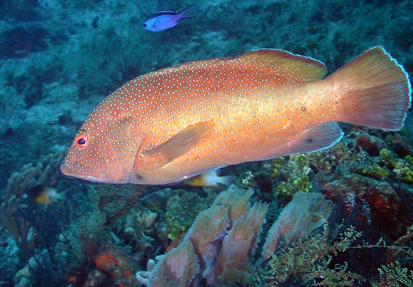 Coney fish | Project Noah