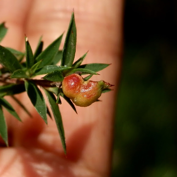 turban gall | Project Noah