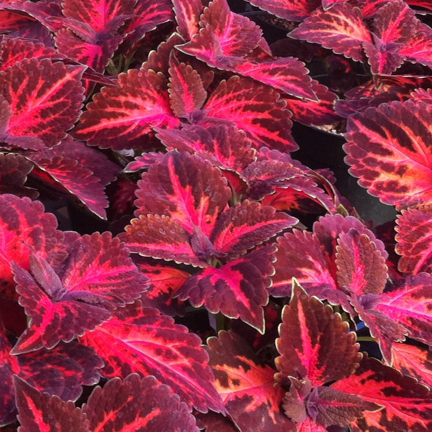 Stained glass coleus | Project Noah