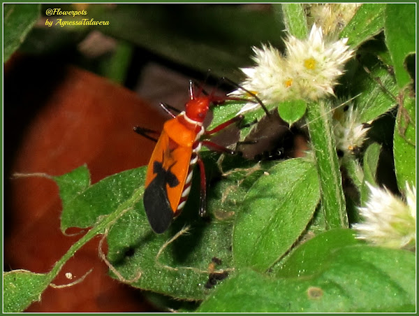 Cotton Stainer Bug | Project Noah
