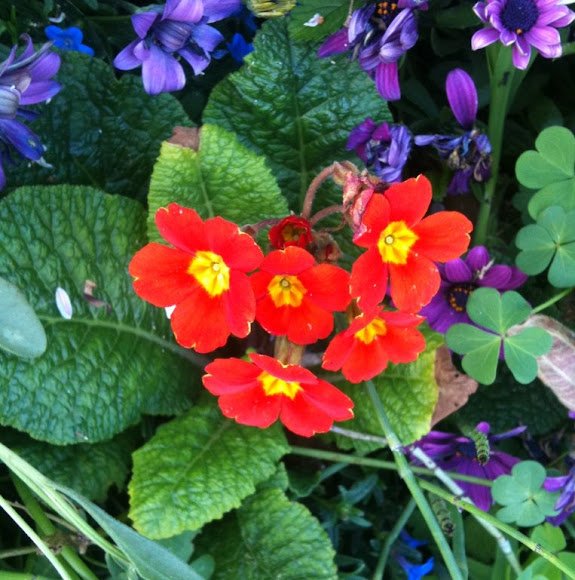 Red Primrose | Project Noah