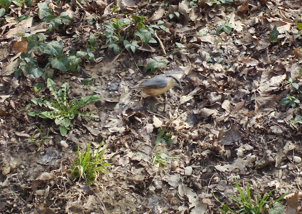 Nuthatch / Brgljez | Project Noah