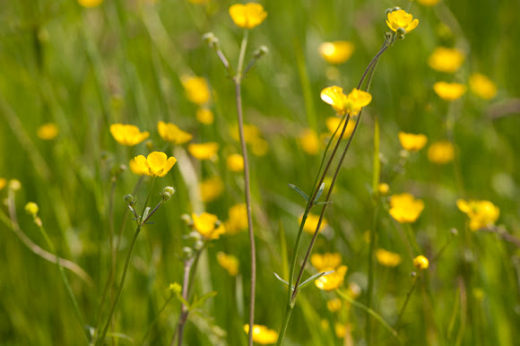 Tall Buttercup | Project Noah