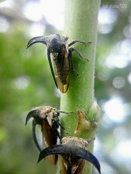 Thorn Mimic Treehopper | Project Noah