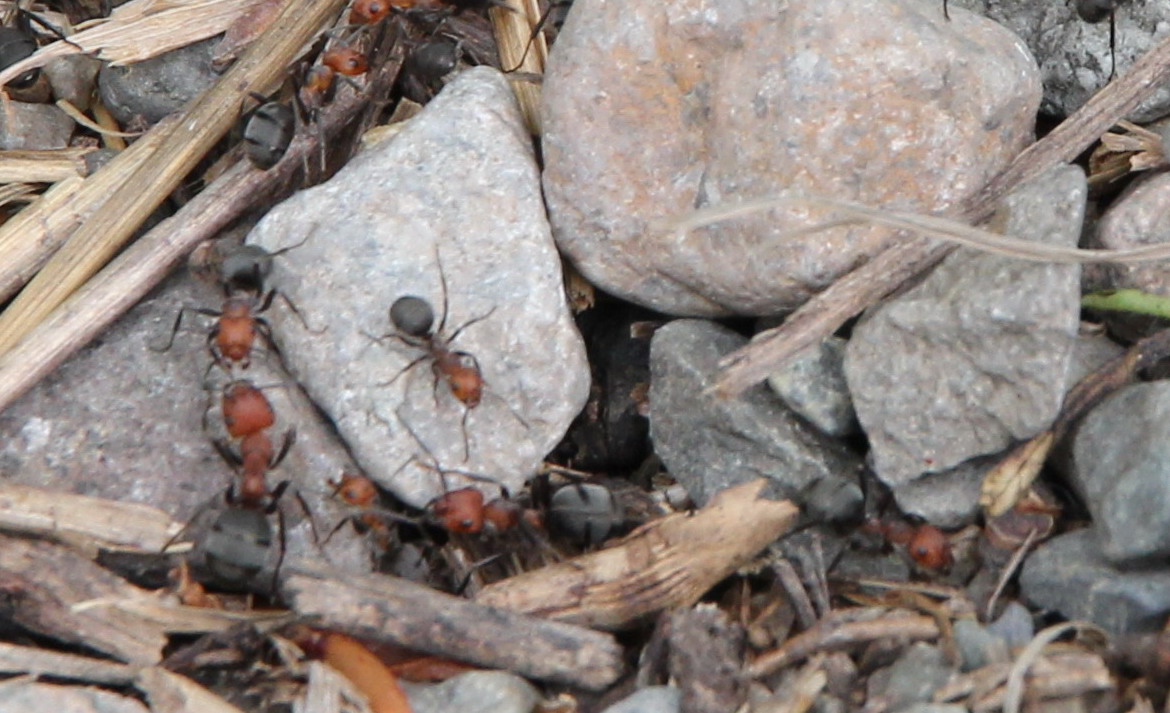 Allegheny Mound Ants | Project Noah