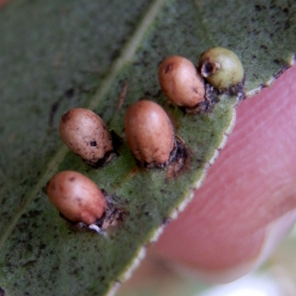 Immature male psyllid galls | Project Noah