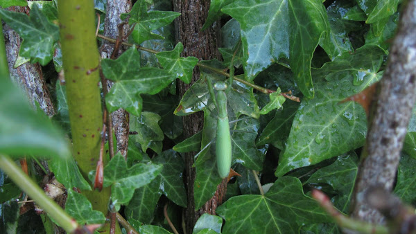 Barbantesa (gl), Mantis religiosa (es), Praying mantis (uk) | Project Noah