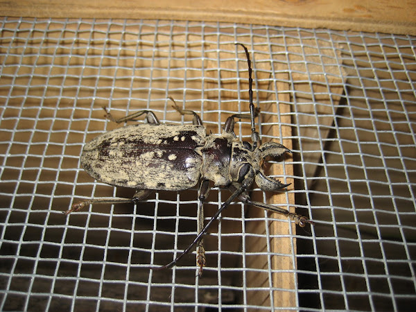 Beetle | Project Noah