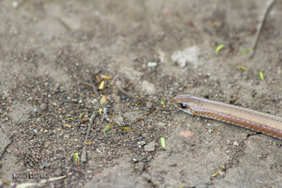 Slug Eater | Project Noah