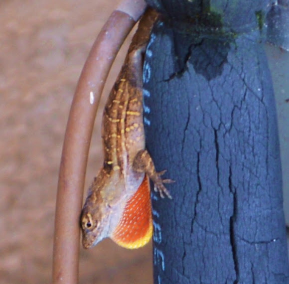 Brown Anole | Project Noah