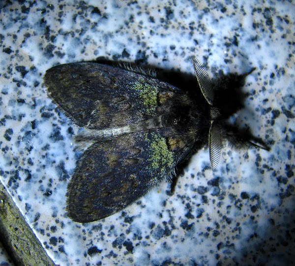 Iridescent Tussock Moth | Project Noah