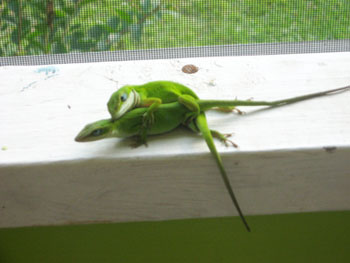 Carolina Anole | Project Noah