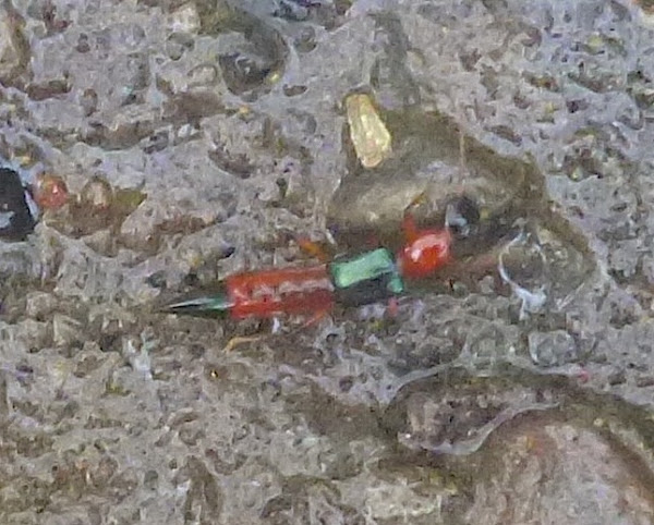 Paederus Rove Beetle | Project Noah