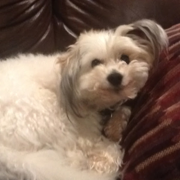 Chinese crested puff dog | Project Noah