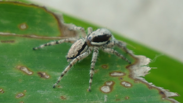 Gray wall spider | Project Noah