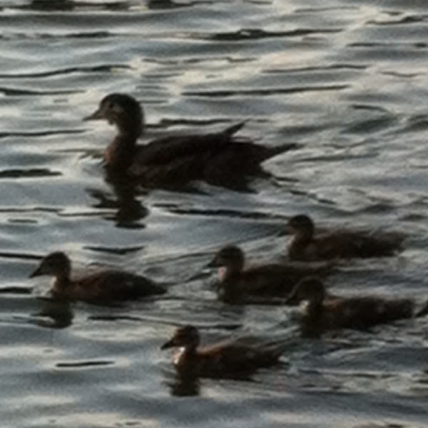 Wood Duck | Project Noah