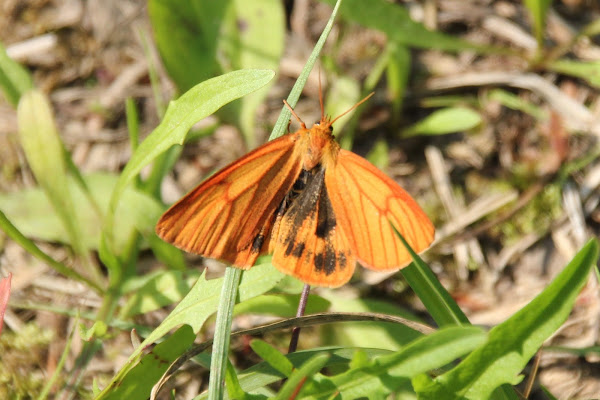 Clouded Buff | Project Noah