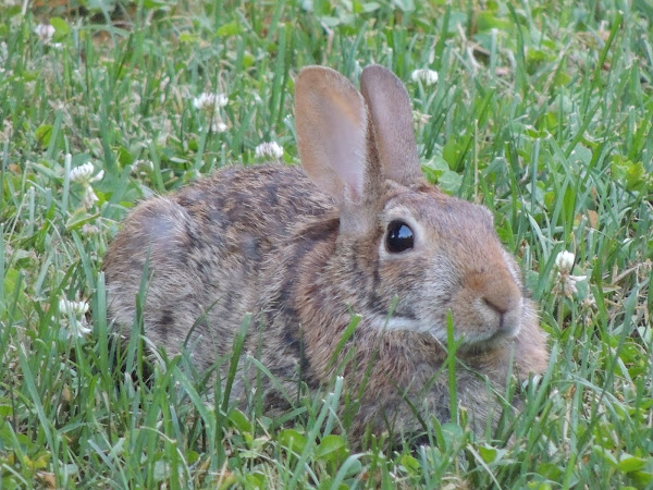 Eastern Cottontail | Project Noah