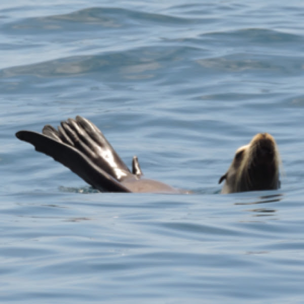 California Sea Lion | Project Noah