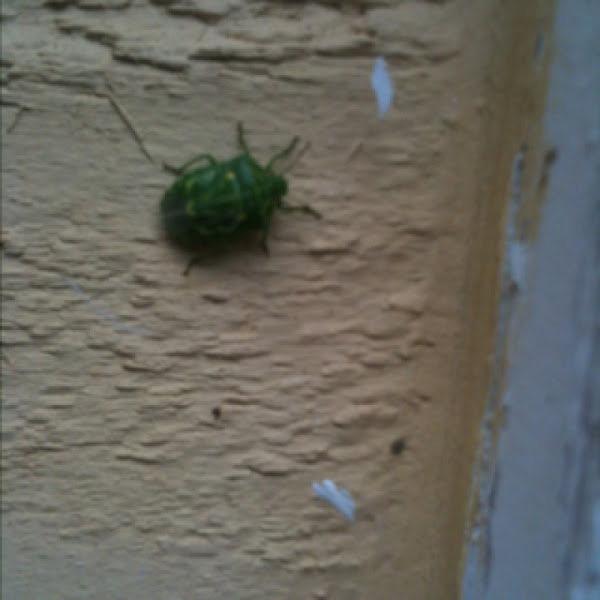 Juniper Stink Bug | Project Noah