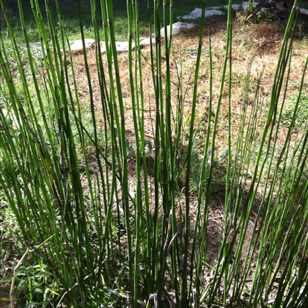 Common Scouring-rush | Project Noah