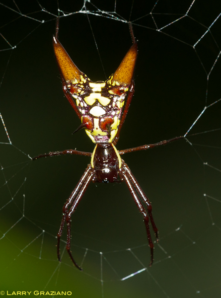 Arrow-shaped Orb-weaver Spider | Project Noah