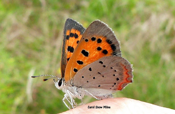 American Copper Butterfly | Project Noah