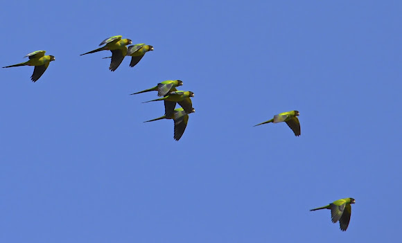 Nanday Conures | Project Noah