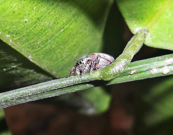 Aranha papa-moscas (Jumping spider) | Project Noah