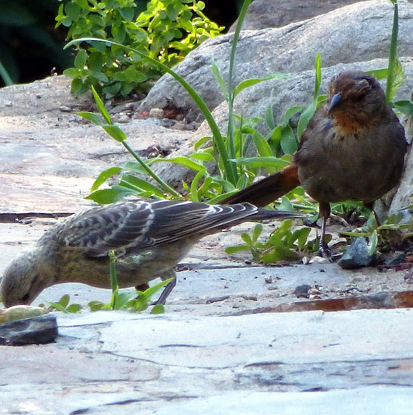 California Towhee raising a Brown Headed Cowbird | Project Noah