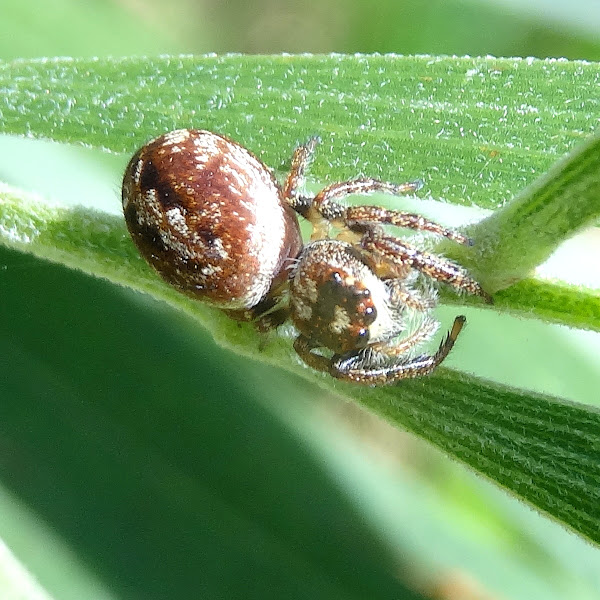 Wattle jumping spider | Project Noah