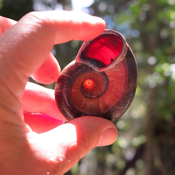 Glossy Turban Carnivorous Snail | Project Noah