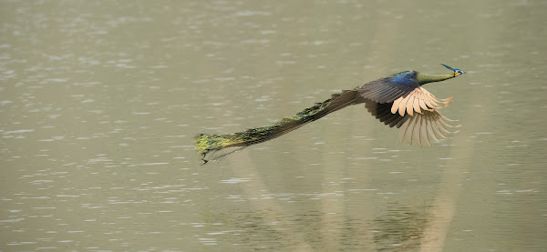Green Peafowl | Project Noah