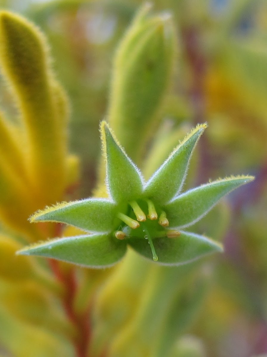Yellow Kangaroo Paw | Project Noah