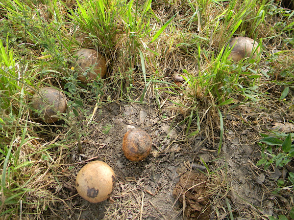 totumo - ayale | Project Noah