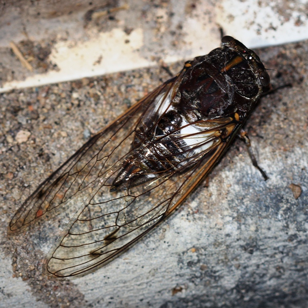 Floury Baker Cicada | Project Noah
