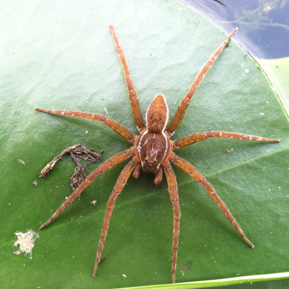 Six-spotted fishing spider | Project Noah
