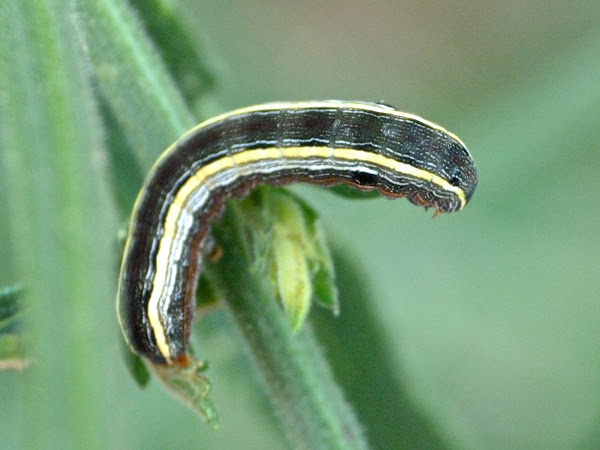 Yellow-striped armyworm moth caterpillar | Project Noah
