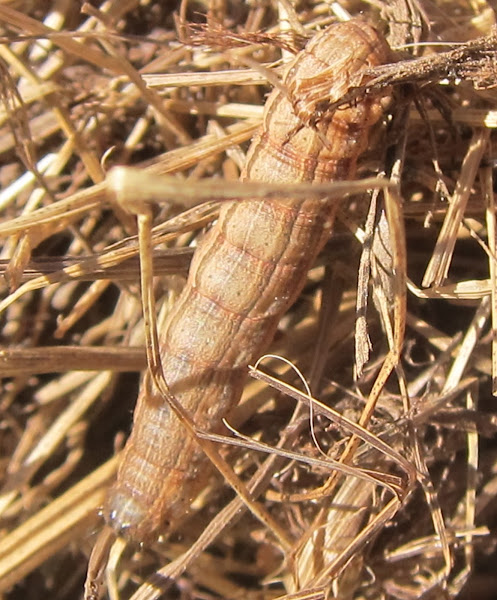 Fall Armyworm Larva | Project Noah